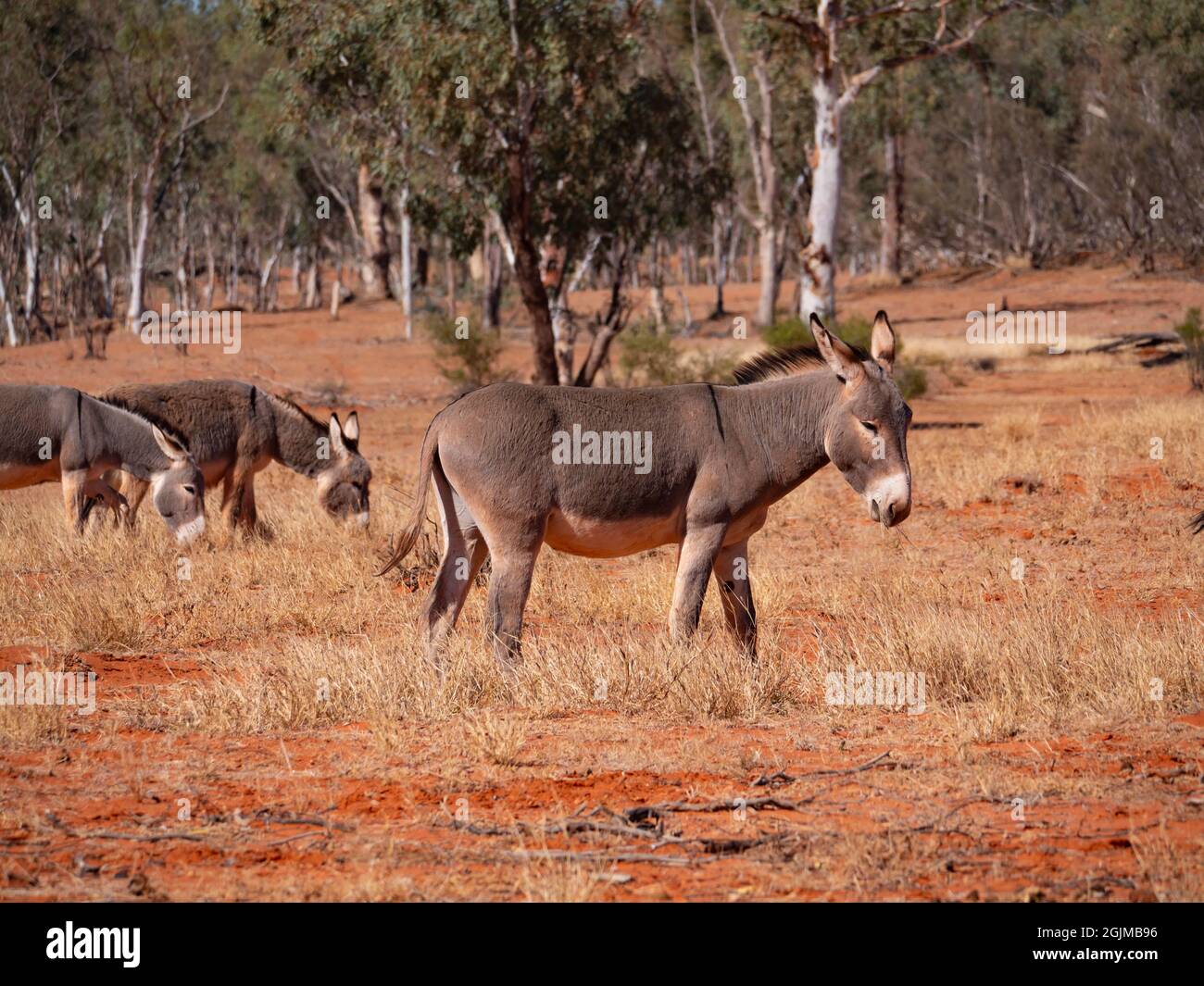 Feral donkey hi-res stock photography and images - Alamy