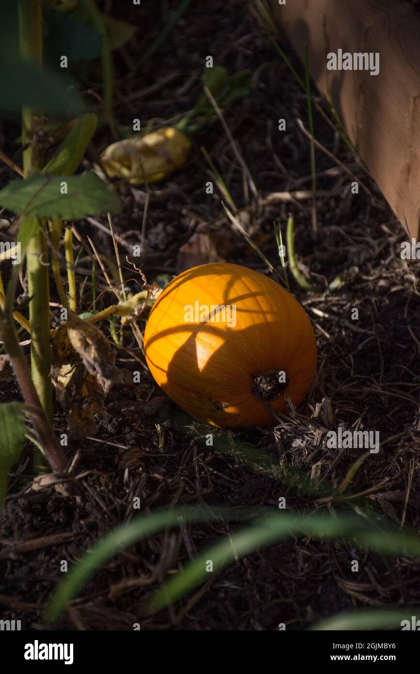 Pumpkin growing in a garden Stock Photo - Alamy