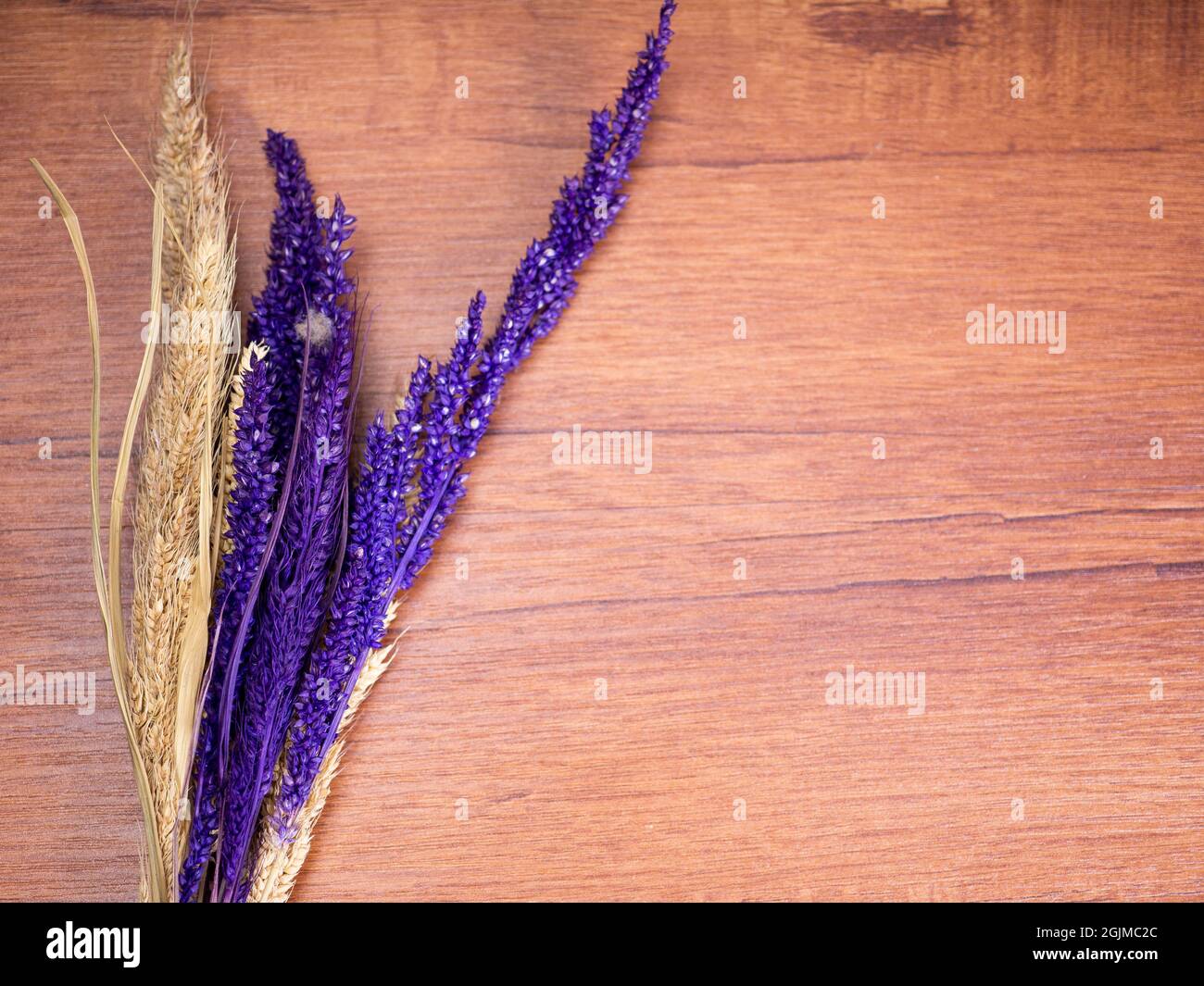 Dried Foxtail Millet Scientific Name Setaria Italica synonym Panicum dried-foxtail-millet-scientific-name-setaria-italica-synonym-panicum