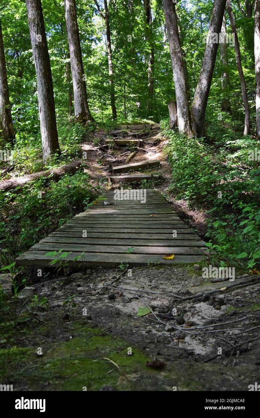 A low angle of a bridge along a hiking trail in the forest Stock Photo ...