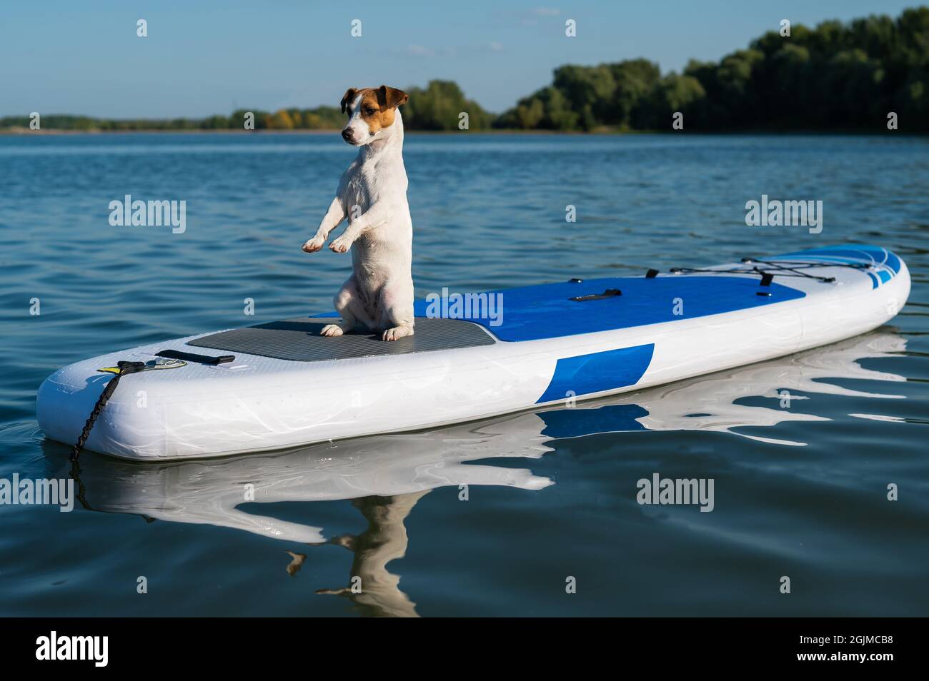Jack russell terrier dog on a sup board. Summer sport Stock Photo - Alamy