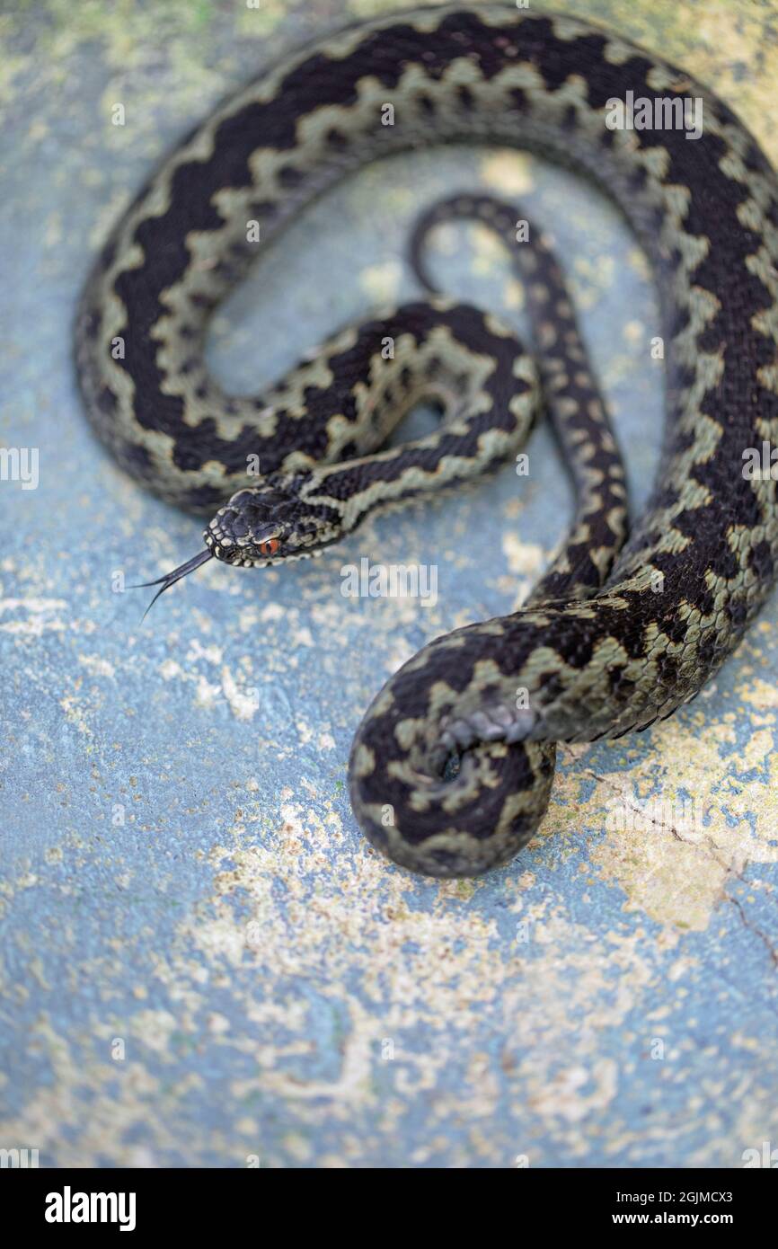 Adder or Northern Viper (Vipera berus). Young male, with forked tongue ...