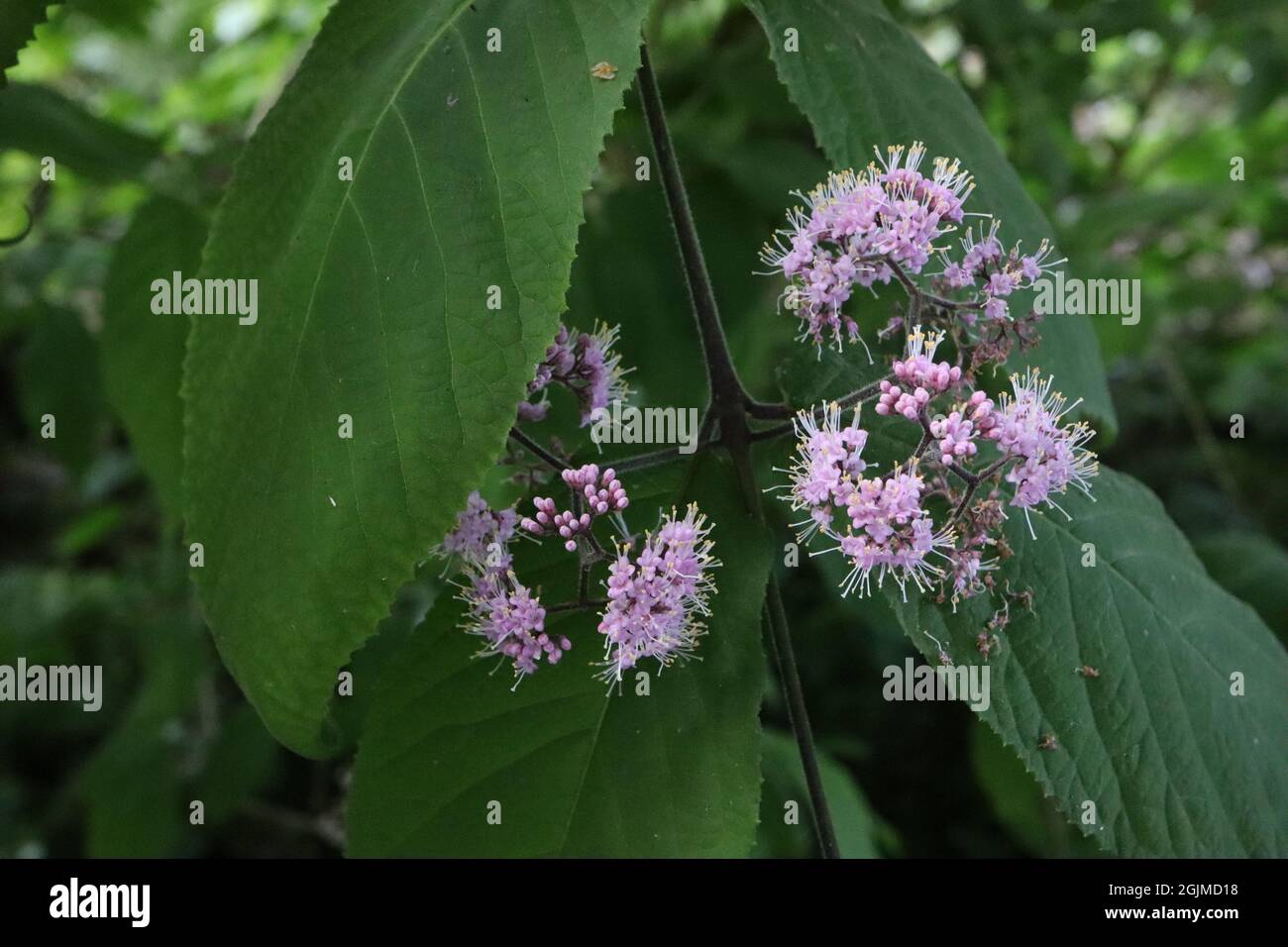 Callicarpa americana Beautyberry Profusion tiny pale pink flowers and ...