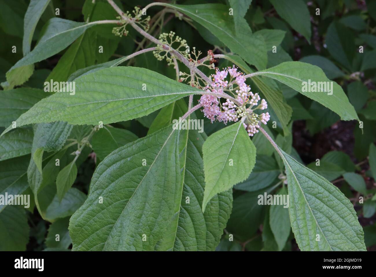 Callicarpa americana var lactea hi-res stock photography and images - Alamy