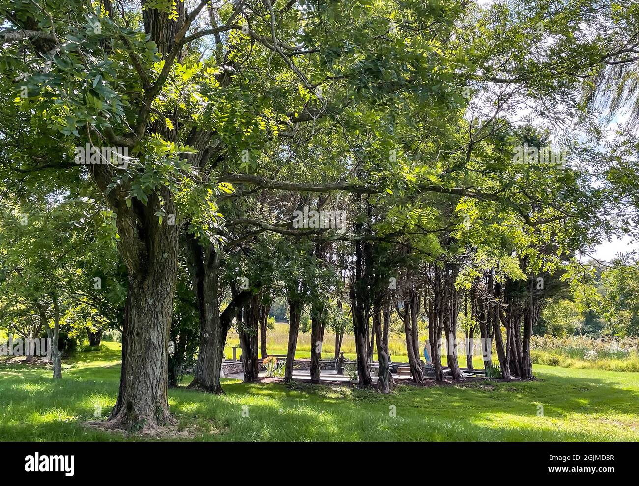 Circle of trees in a rural setting in Maryland Stock Photo - Alamy