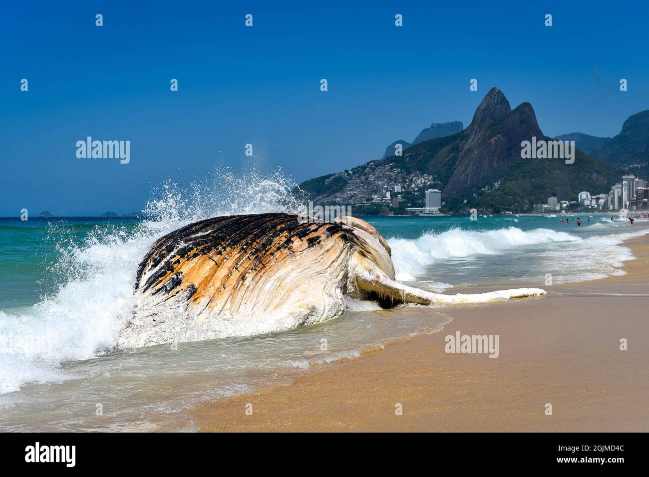 Washed Ashore Decomposing Whale in Ipanema Beach in Rio de Janeiro ...