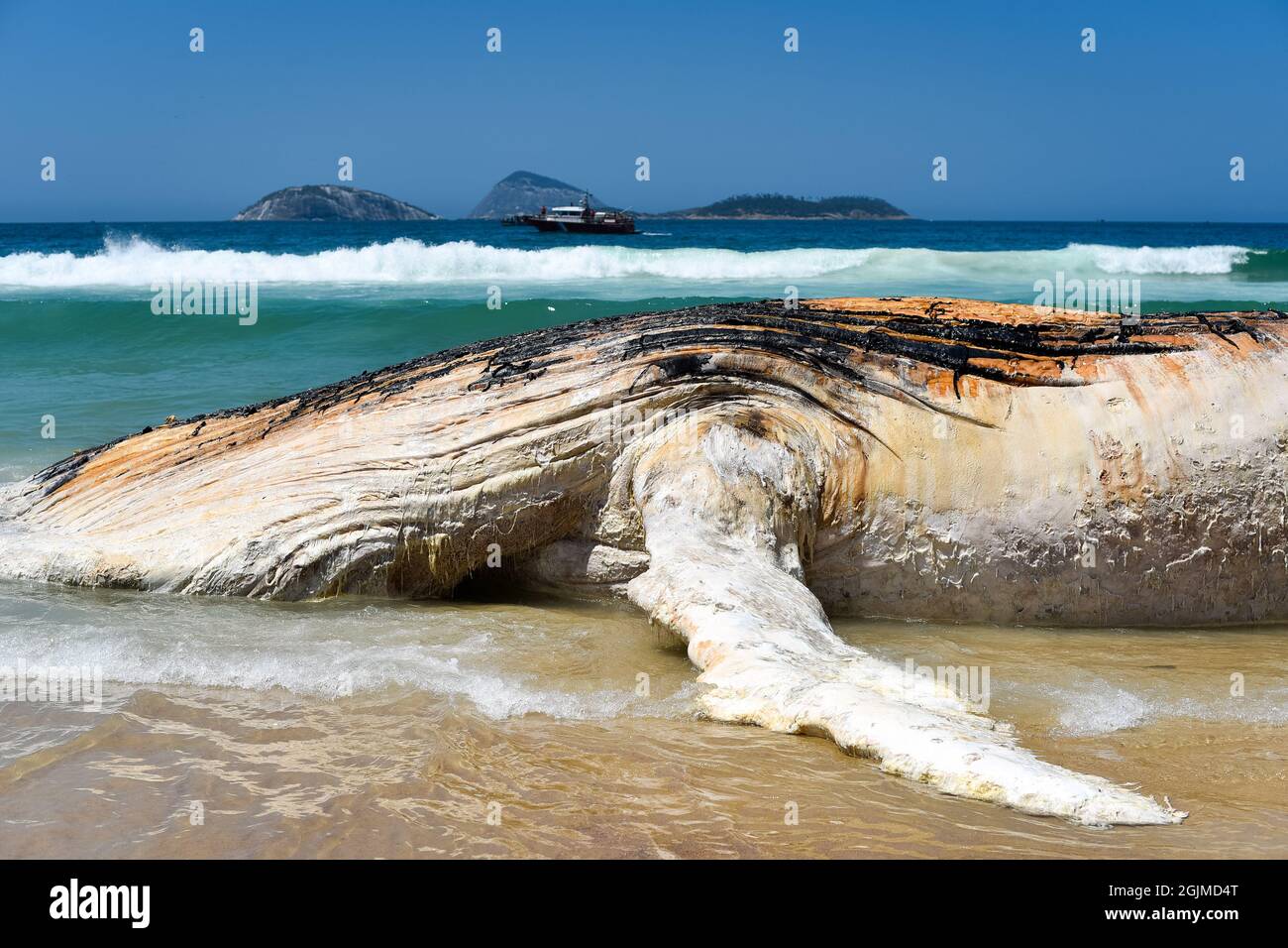 Washed Ashore Decomposing Whale in Ipanema Beach in Rio de Janeiro ...
