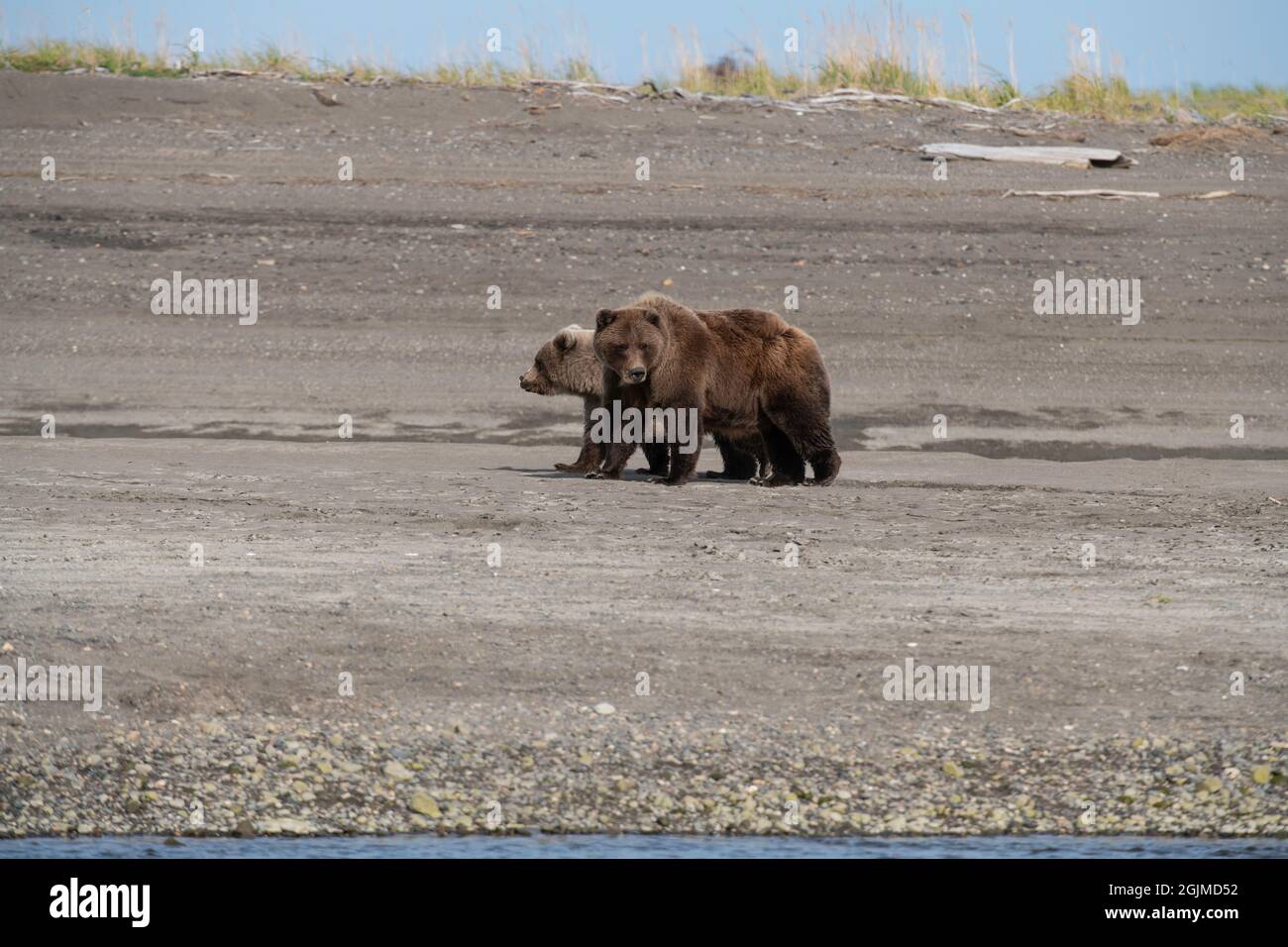 Alaskan Coastal Brown Bear Stock Photo - Alamy