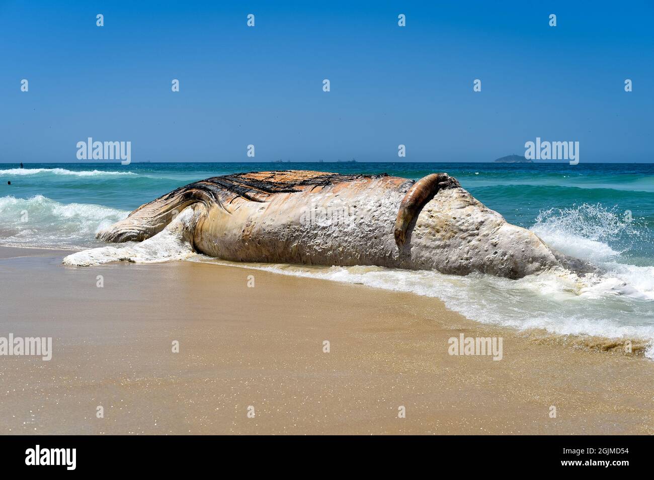Washed Ashore Decomposing Whale in Ipanema Beach in Rio de Janeiro ...