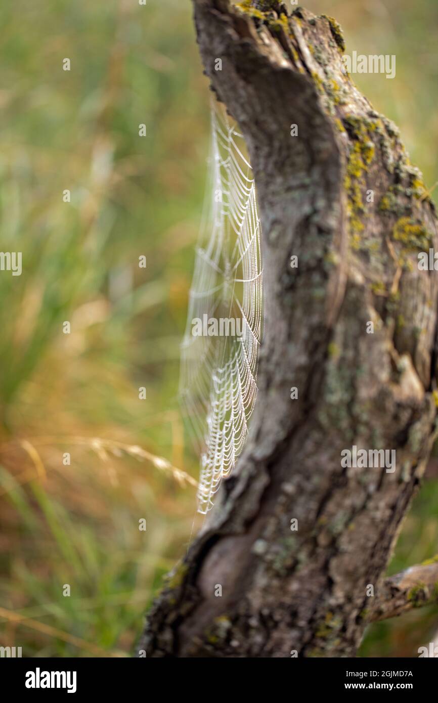 Spiders web with negative space hi-res stock photography and images - Alamy