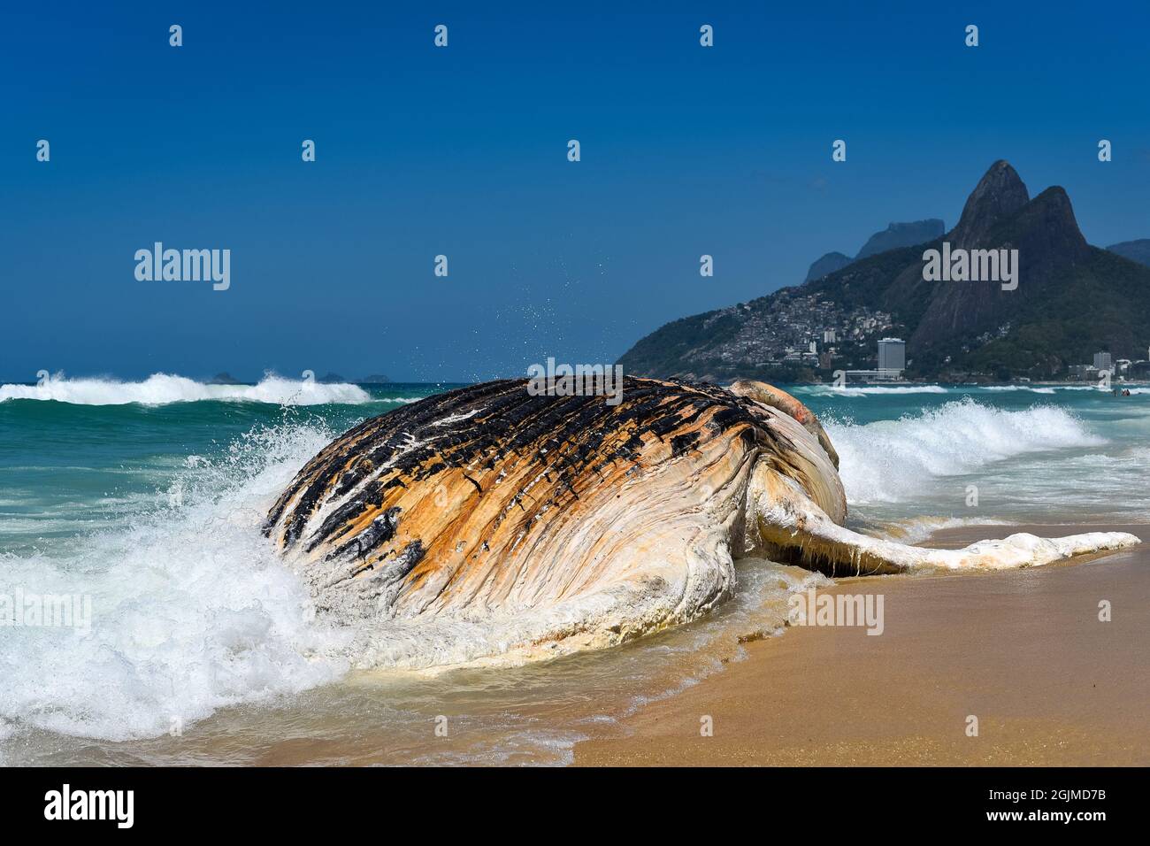 Washed Ashore Decomposing Whale in Ipanema Beach in Rio de Janeiro ...