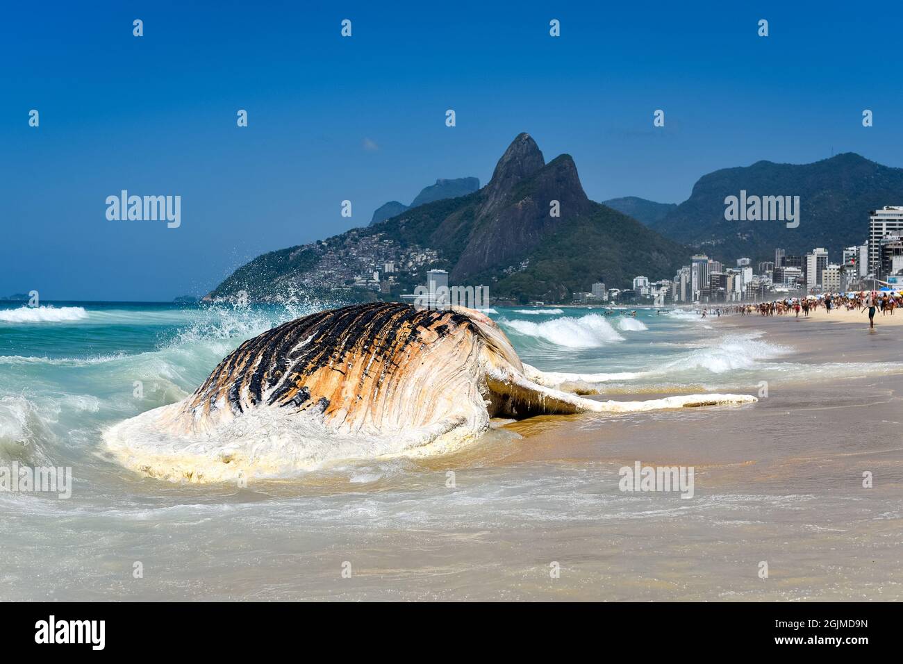Washed Ashore Decomposing Whale in Ipanema Beach in Rio de Janeiro ...