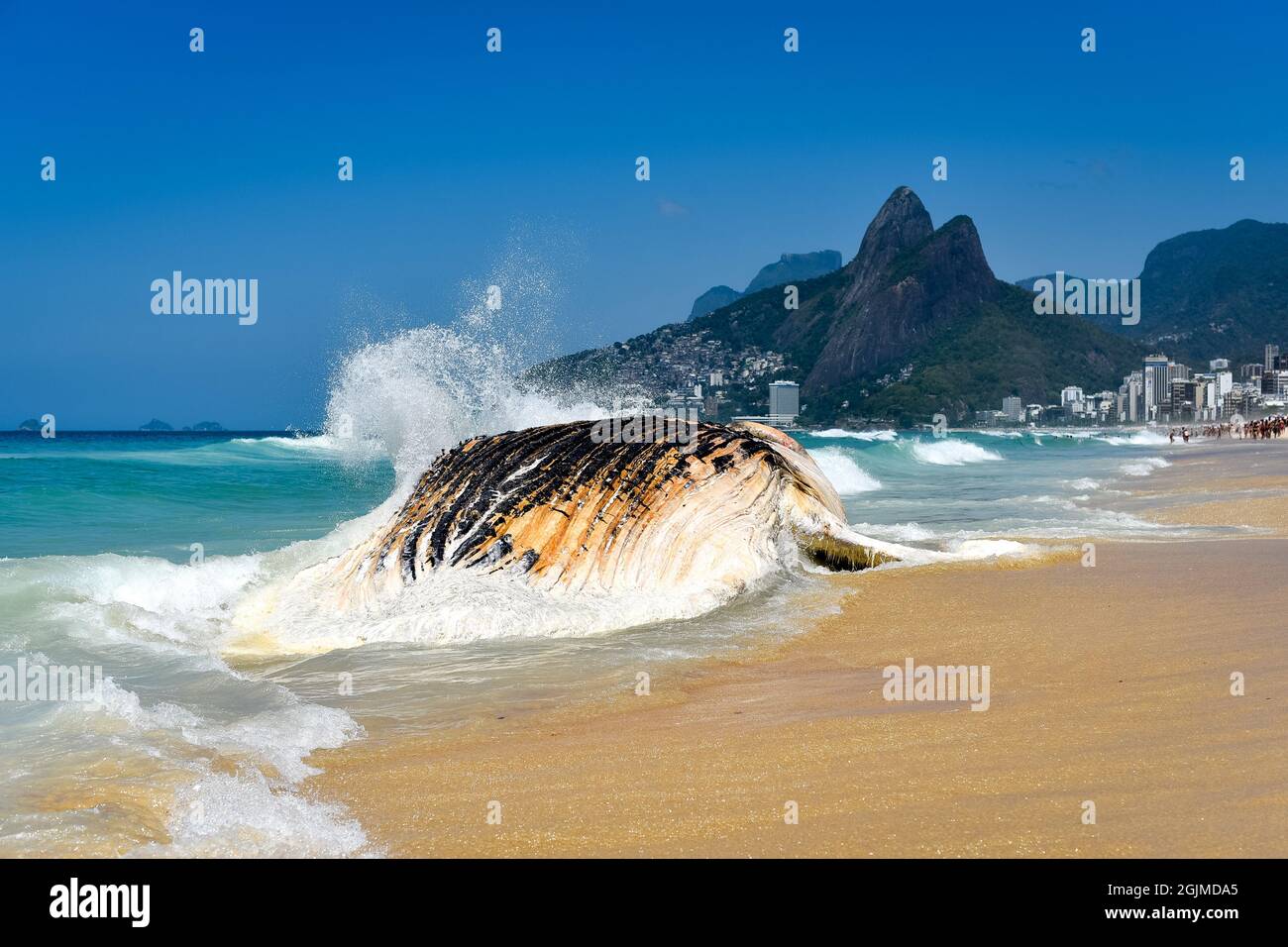 Washed Ashore Decomposing Whale in Ipanema Beach in Rio de Janeiro ...