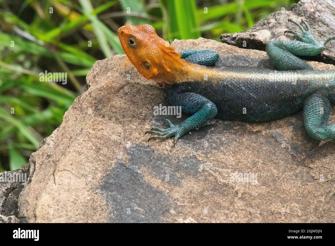 Colorful Lizard, Tsavo Kenya Lomo Conservancy Stock Photo - Alamy