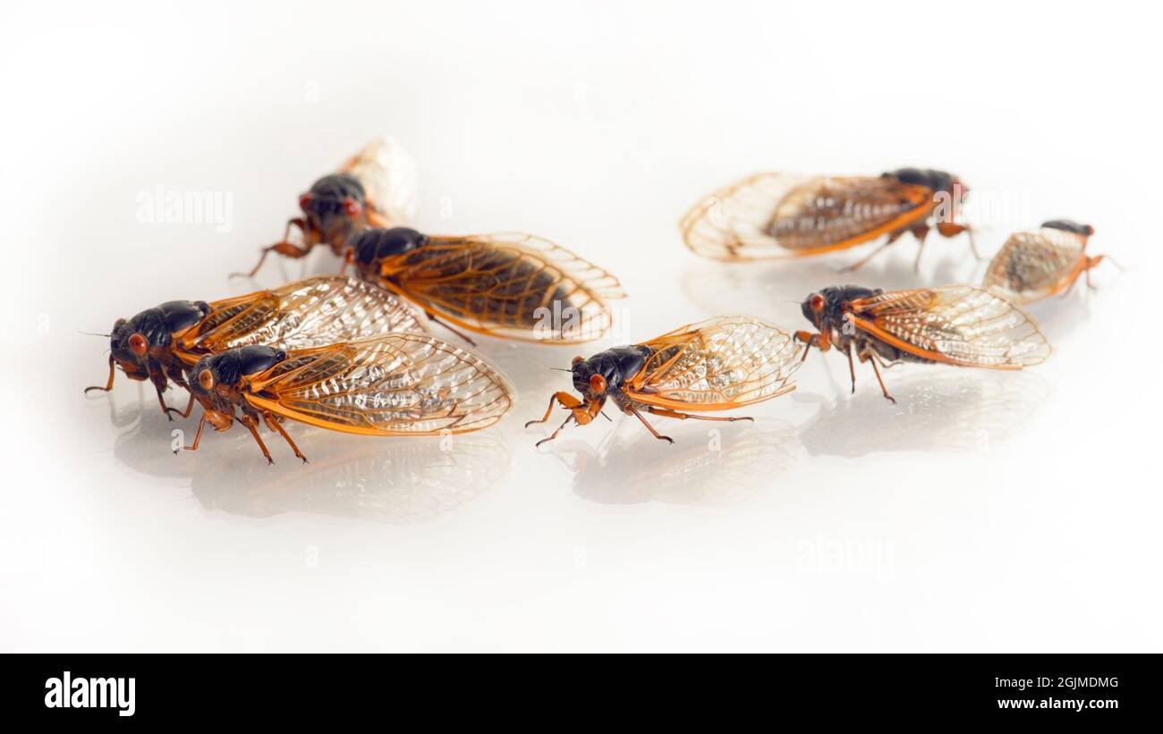 studio macro of a group Brood X cicadas on a reflective white surface ...