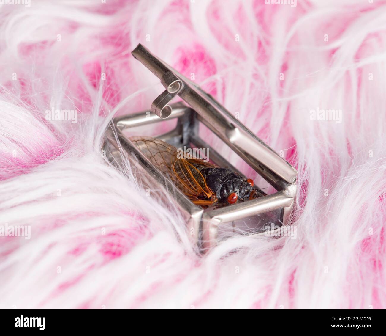 Cicada inside hi-res stock photography and images - Alamy