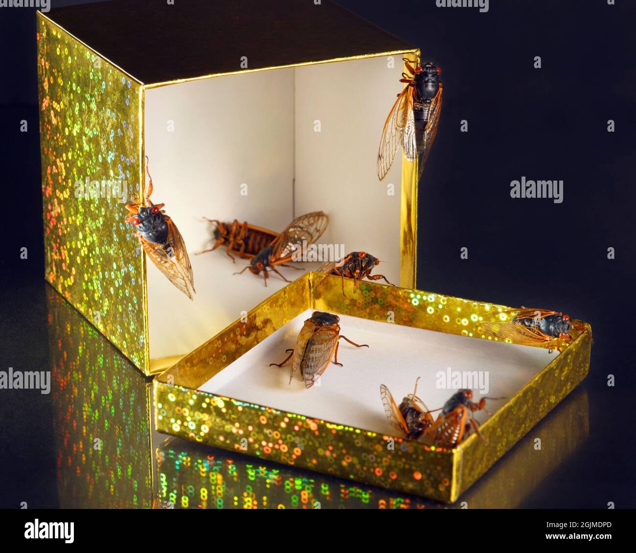 Periodical cicadas brood hi-res stock photography and images - Alamy