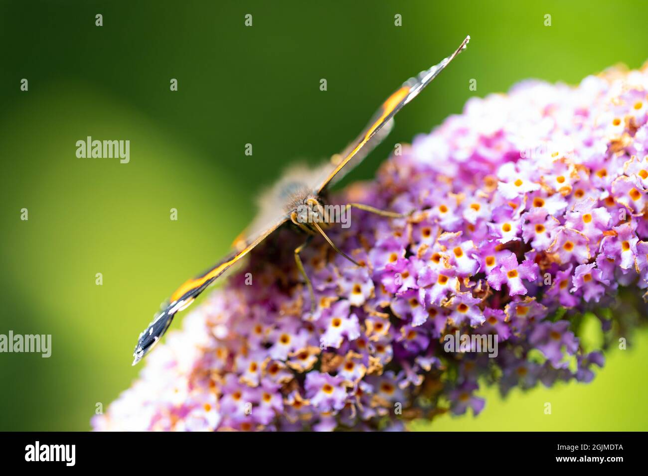 Red Admiral Butterfly Feeding, uptaking, nectar, via expanded, unfurled ...