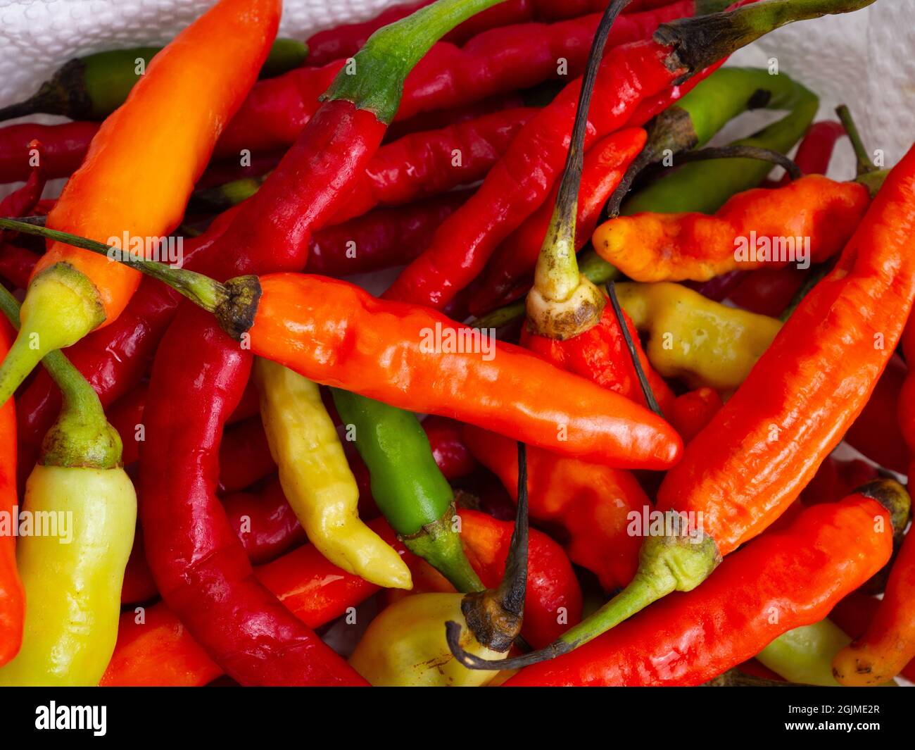 Bird eating chilli pepper hi-res stock photography and images - Alamy