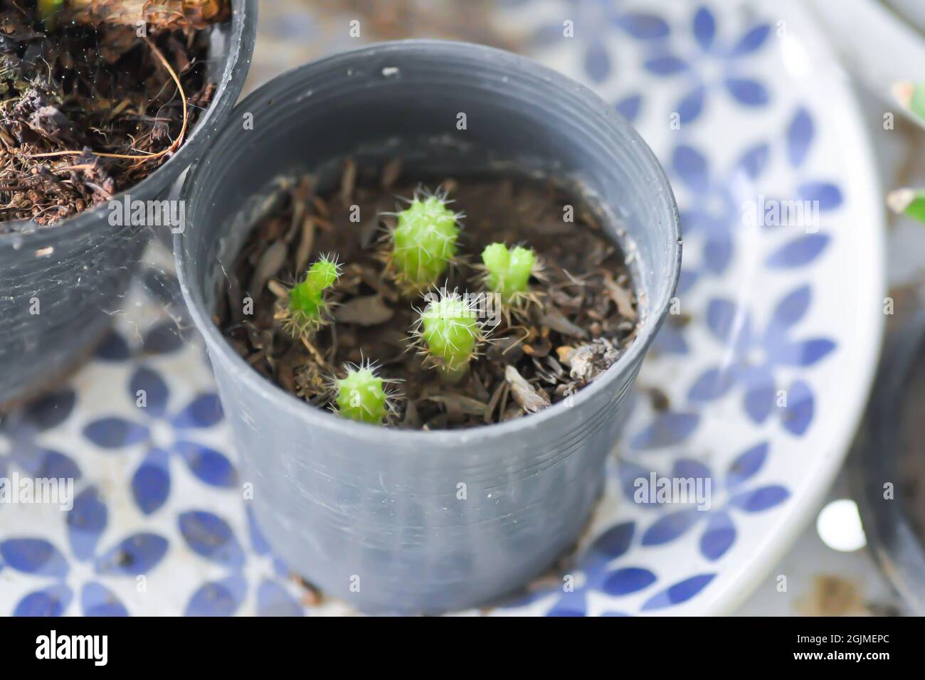 cactus , cactus in the flower pot Stock Photo - Alamy