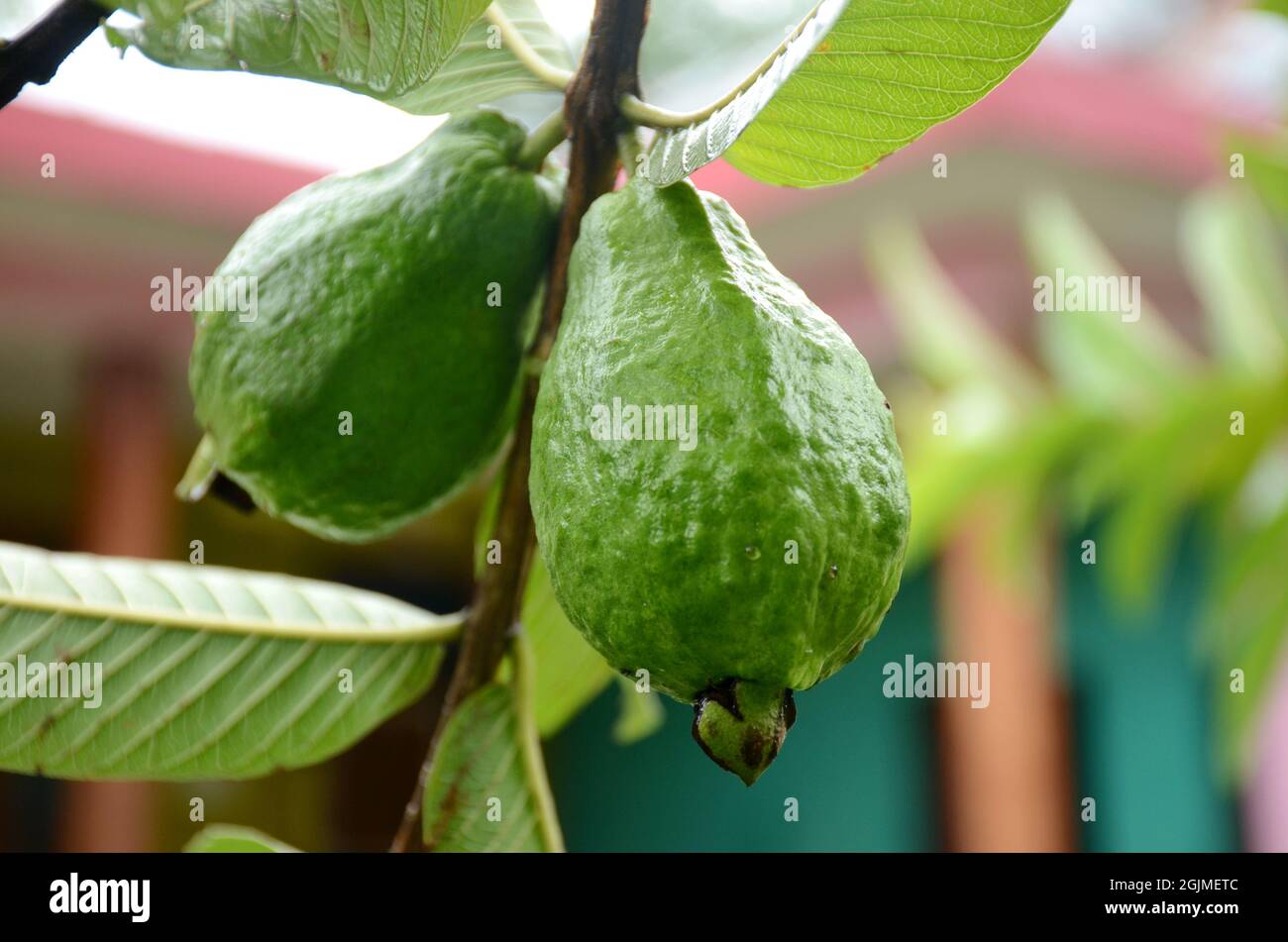 closeup the pair of ripe green guava fruit growing with leaves and ...