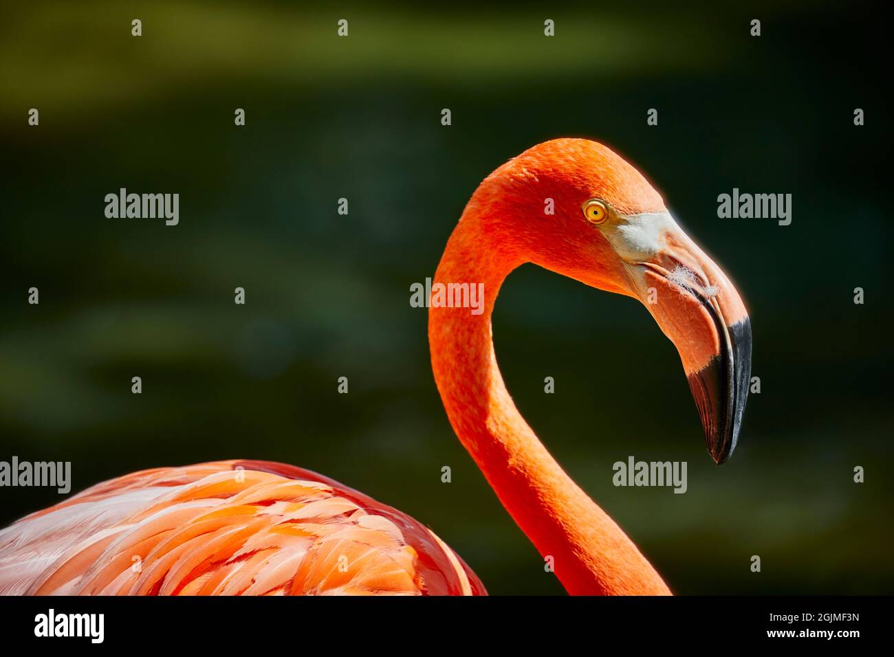 A close up profile of a Flamingo Stock Photo - Alamy