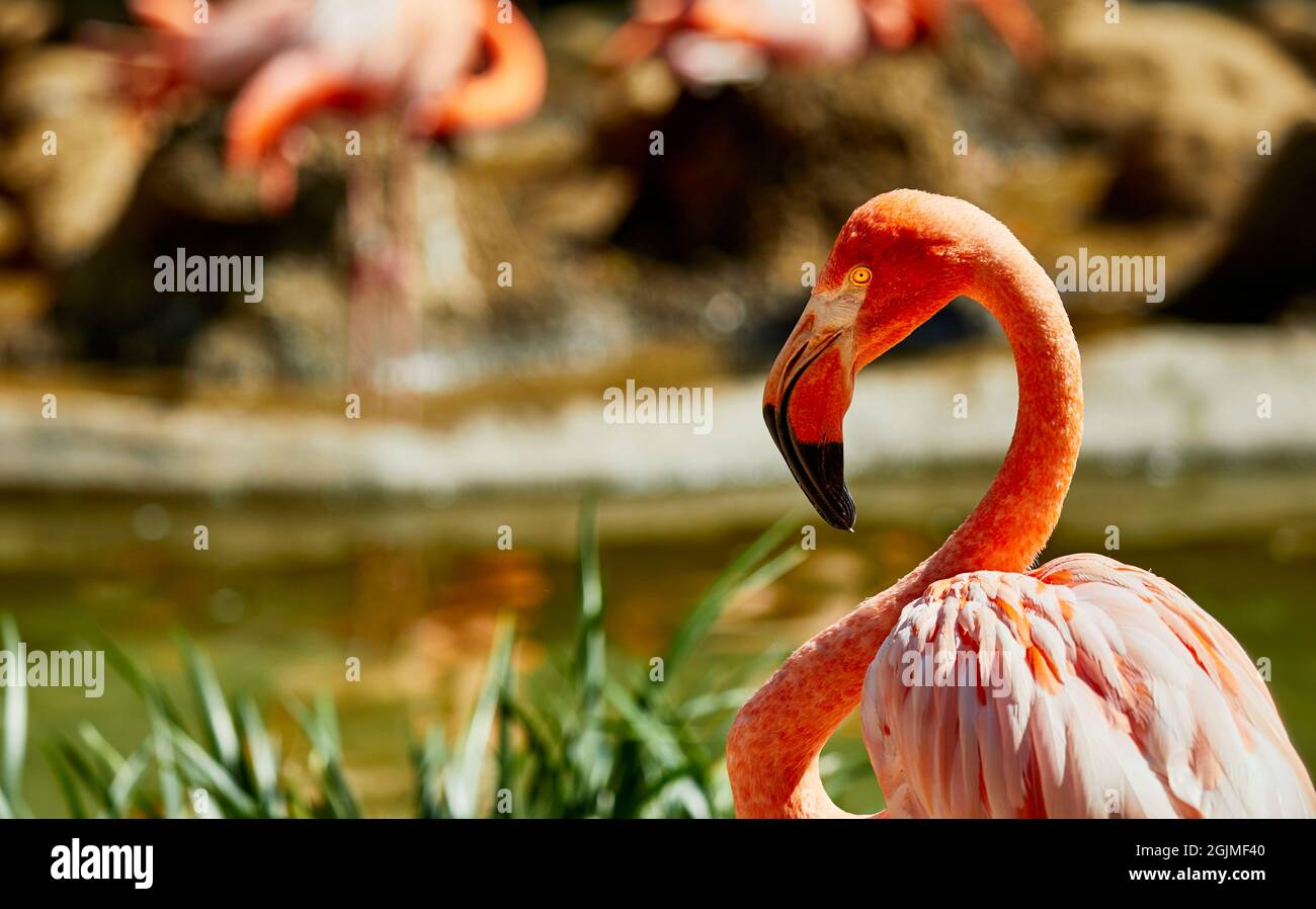 A close up profile of a Flamingo Stock Photo - Alamy