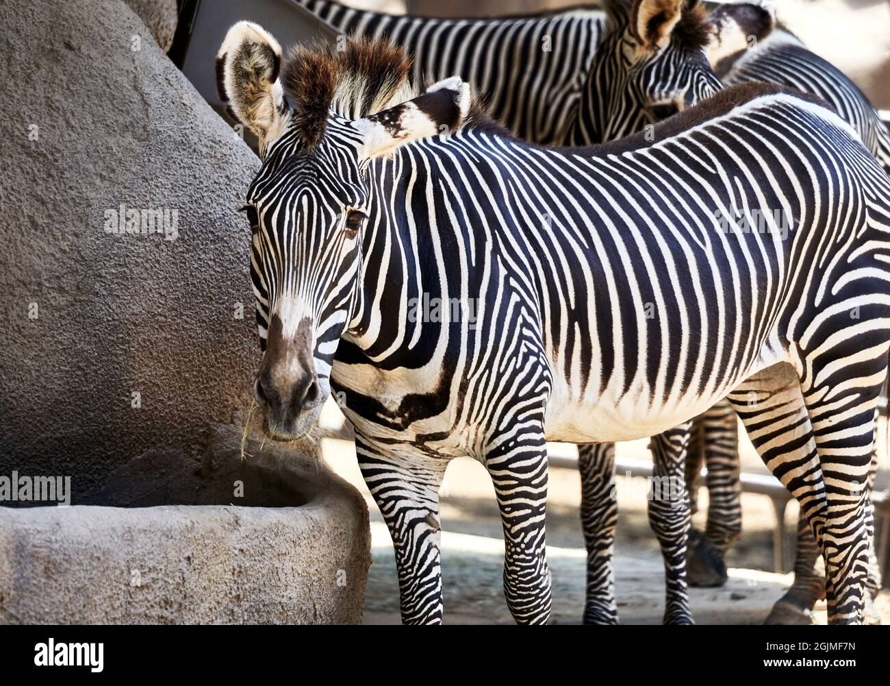Zebra in captivity looking towards the camera Stock Photo - Alamy