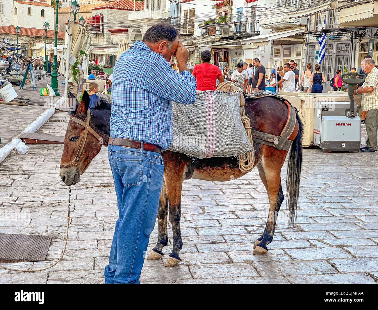 Donkeys at the Greek island of Hydra. They are the only traditional ...