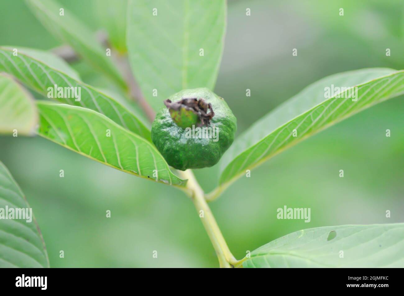guava or guava tree, MYRTACEAE or Psidium guajava Linn Stock Photo - Alamy