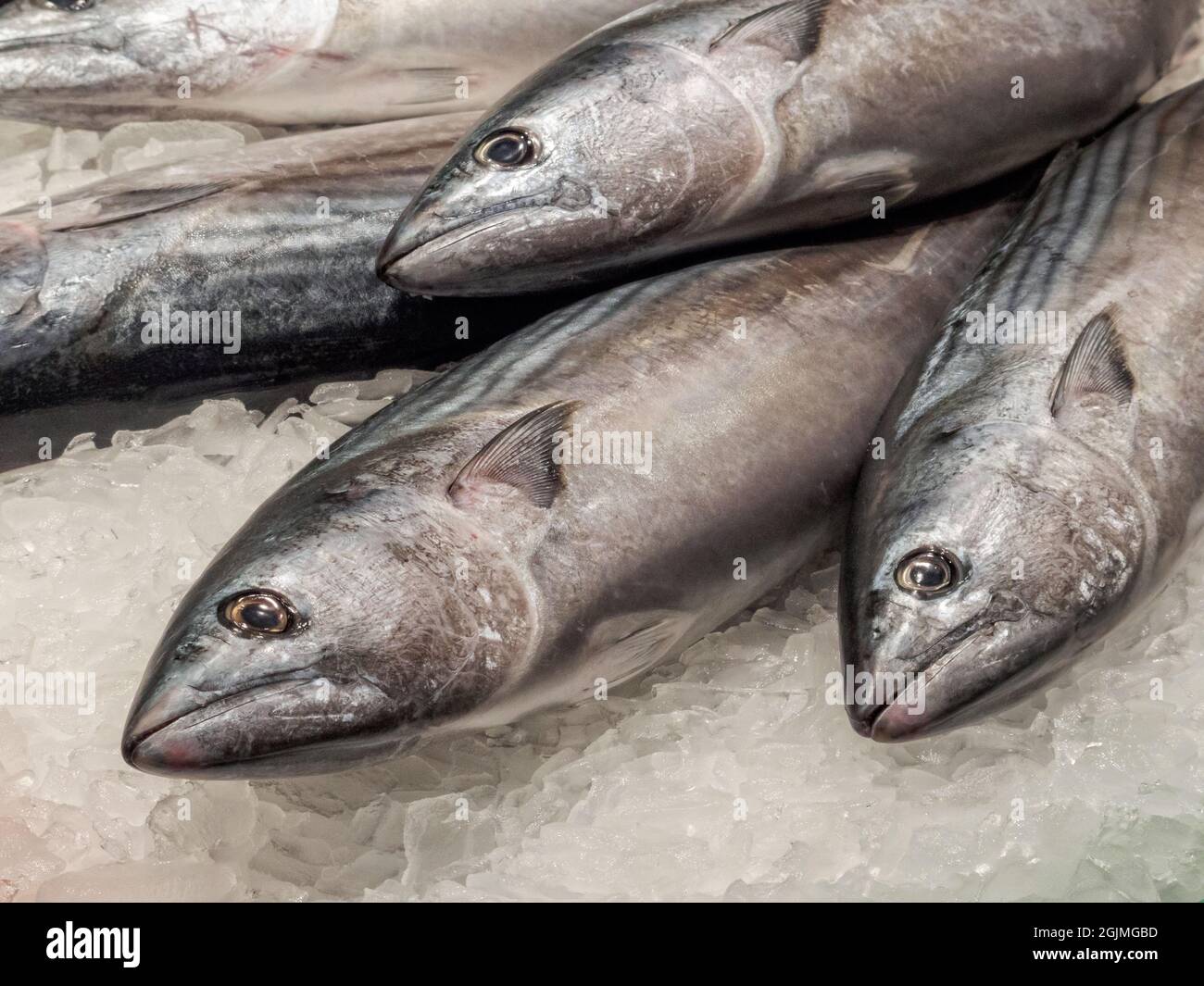 Fresh fish on ice at Mercado de La Boqueria - Barcelona, Catalonia ...