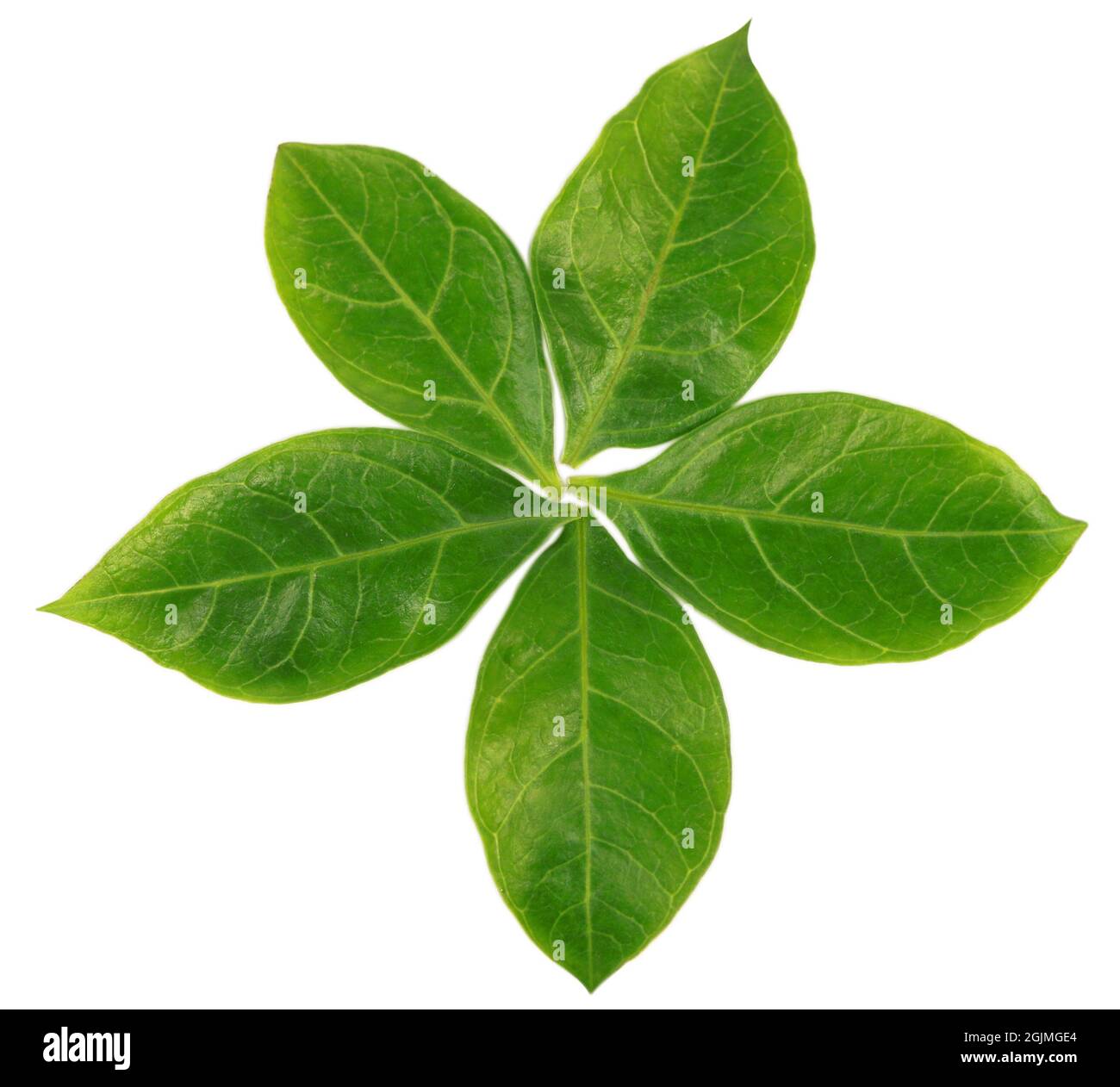 Henna leaves hi-res stock photography and images - Alamy