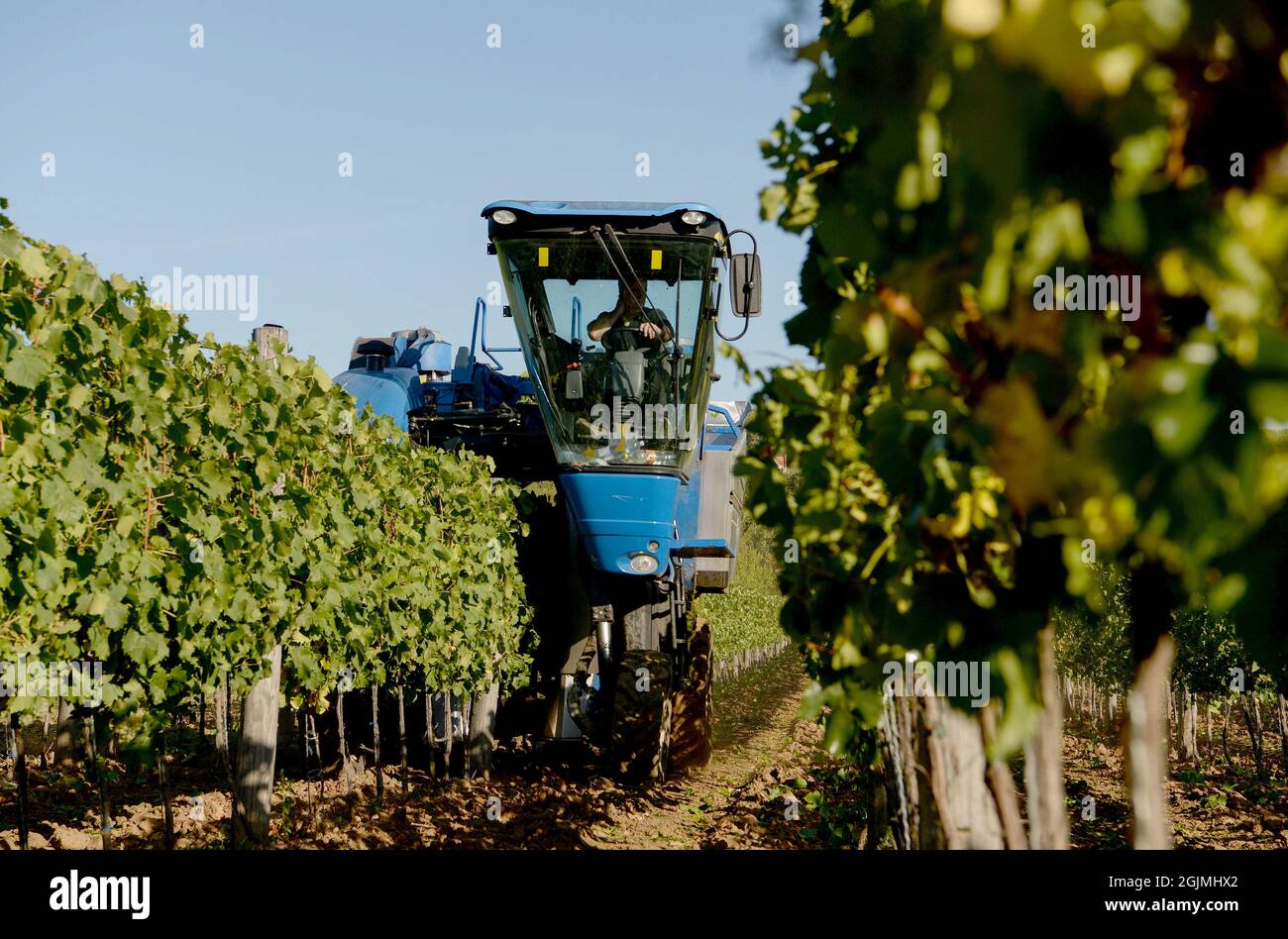 The Braud VL 5500 French combine mechanical grape harvester at work in the Huszár family ...
