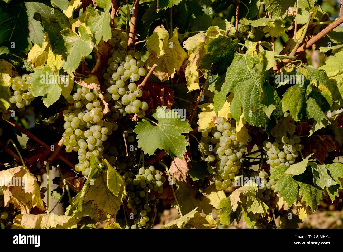 A close up view of the grapes worked on by the Braud VL 5500 French combine mechanical grape ...