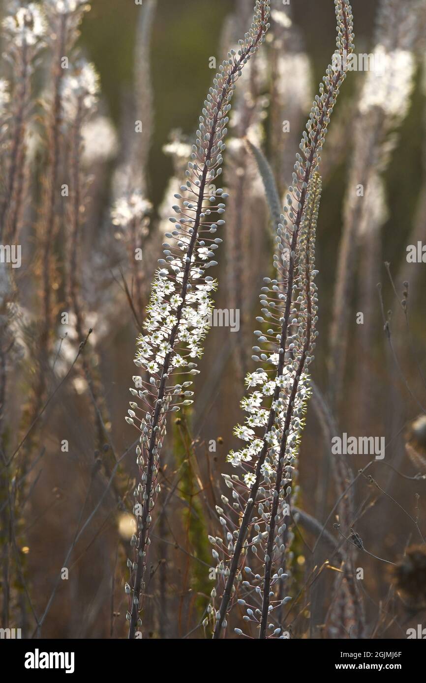 White Squill Scilla High Resolution Stock Photography and Images - Alamy