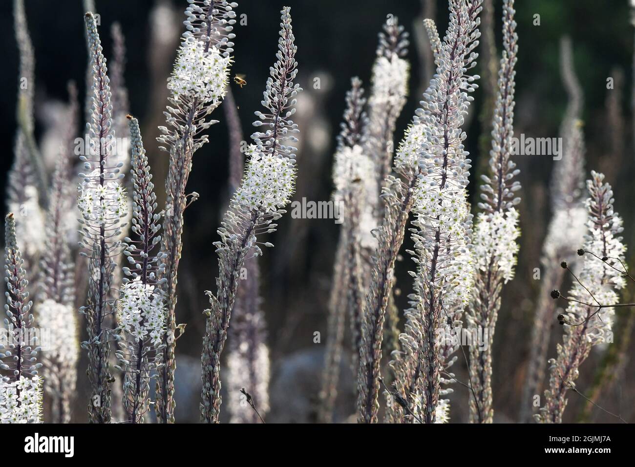 Maritime Squill. Scilla maritima, flowers Stock Photo - Alamy
