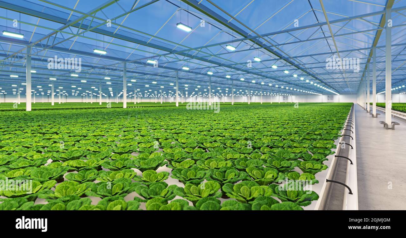 Industrial greenhouse interior. Hydroponic indoor vegetable plant ...