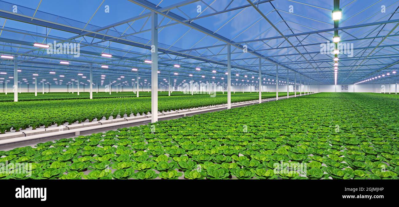 Industrial greenhouse interior. Hydroponic indoor vegetable plant ...