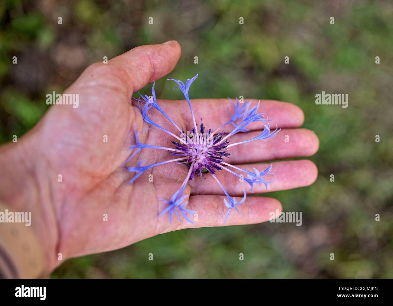 wild flower in basket for naturopathy and botany Stock Photo - Alamy
