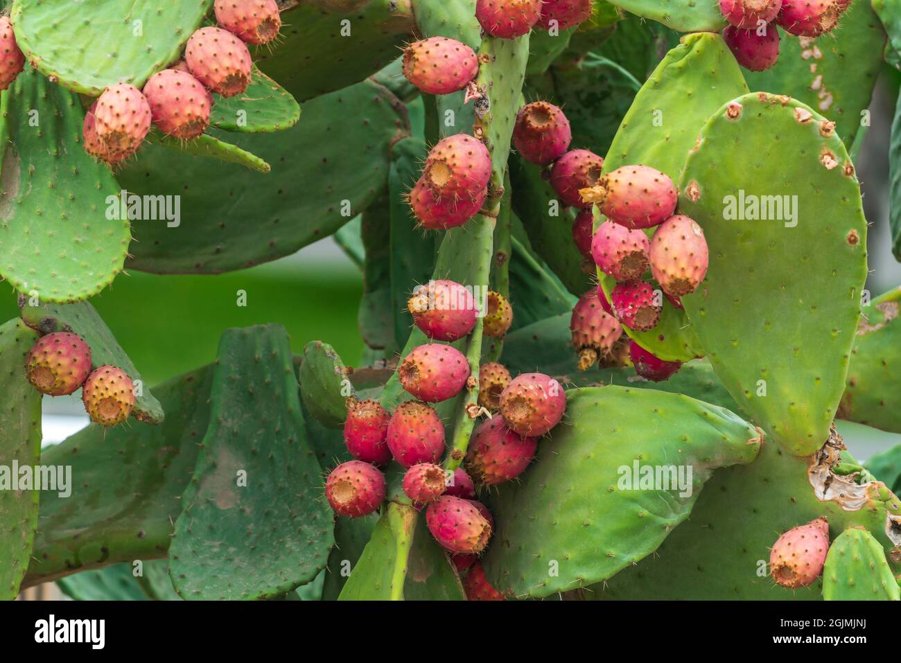 Prickly pear cactus fruit hi-res stock photography and images - Alamy