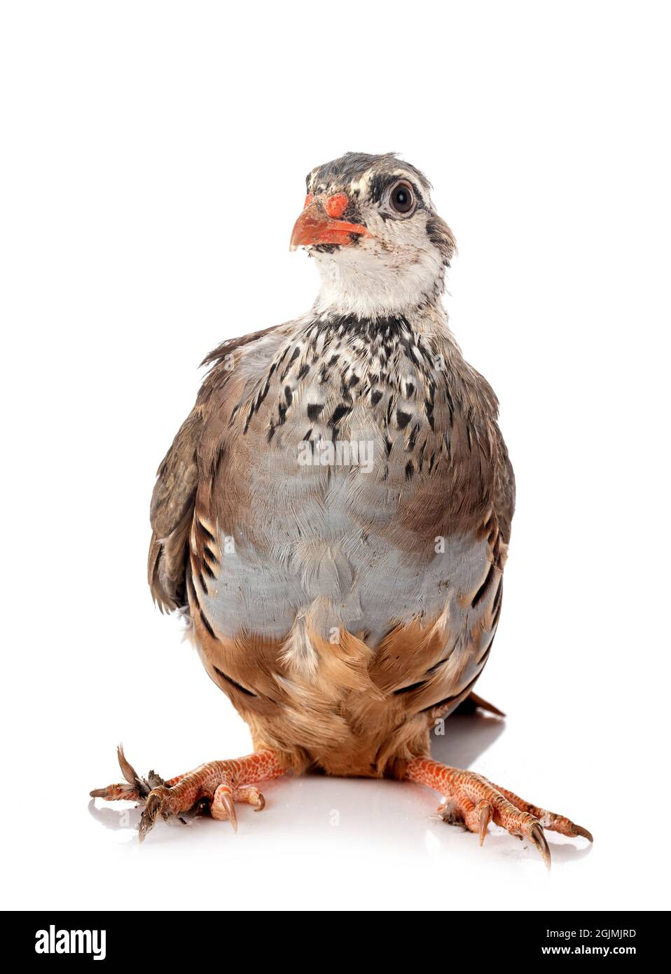 Red-legged partridge in front of white background Stock Photo - Alamy