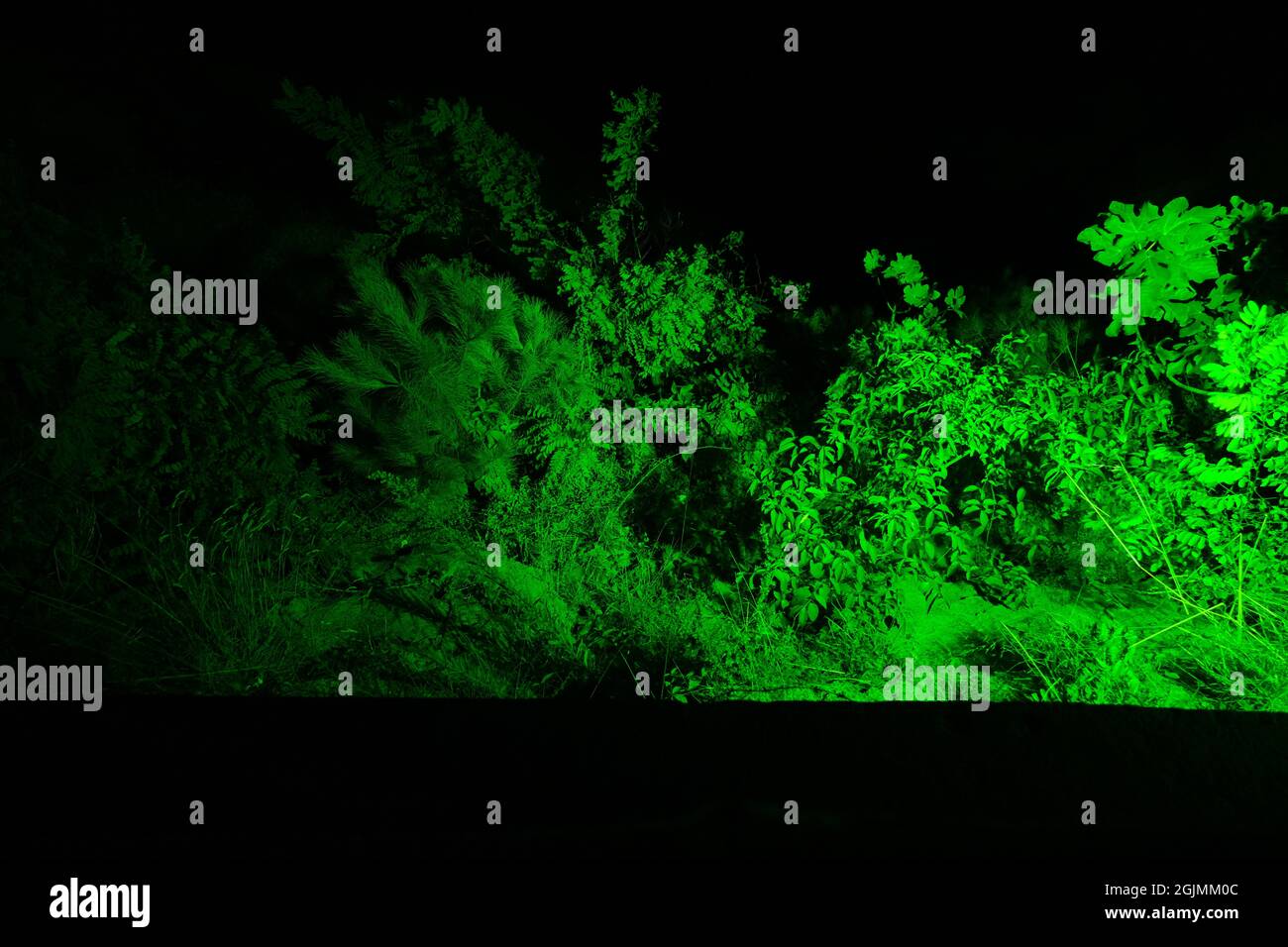 Green tree at the night and it is lighting at night with green Stock ...