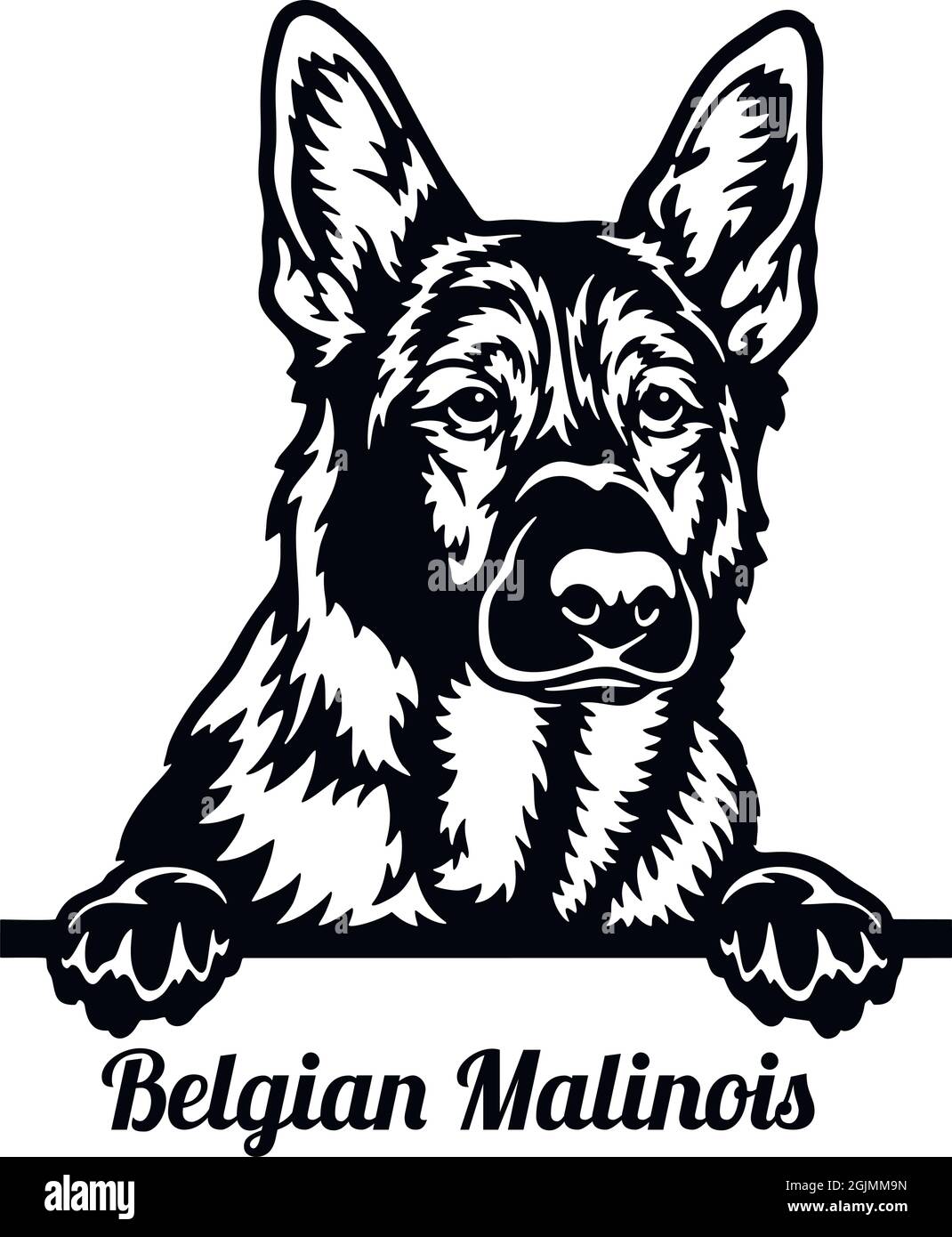 Beautiful malinois Stock Vector Images - Alamy