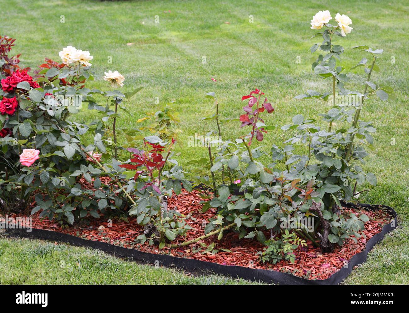 Roses Winter Care: Preparing Roses For Winter. Rose pruning Stock Photo ...
