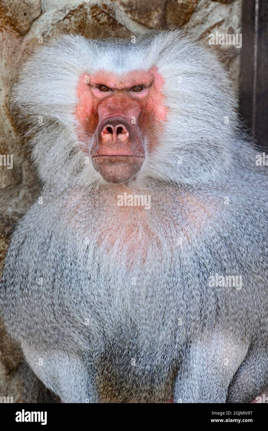 baboon hamadryad in the zoo, the life of an animal in captivity ...