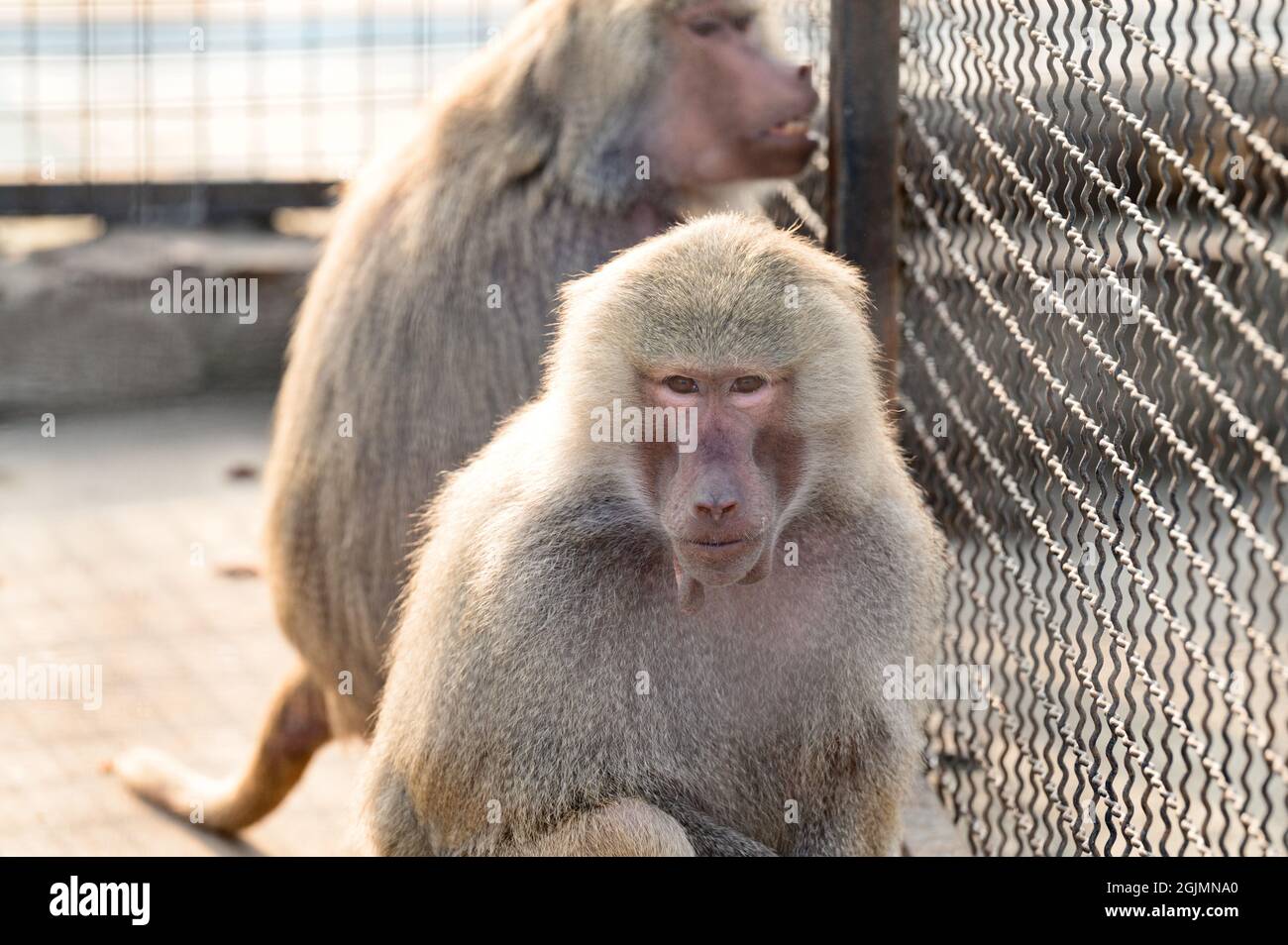 baboon hamadryad in the zoo, the life of an animal in captivity ...