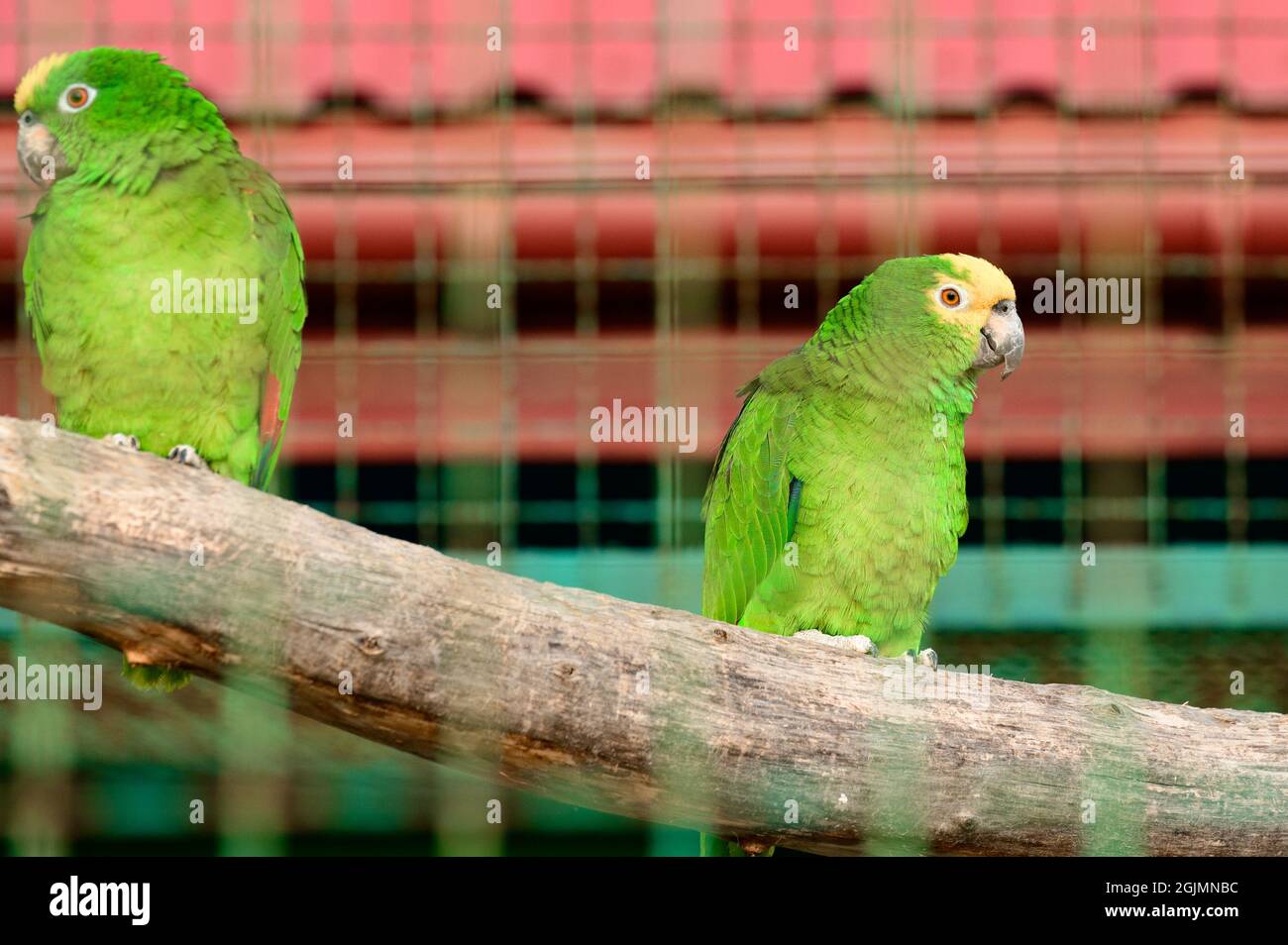 Amazon Venezuelan parrot in the zoo, smart and colorful bird, green ...
