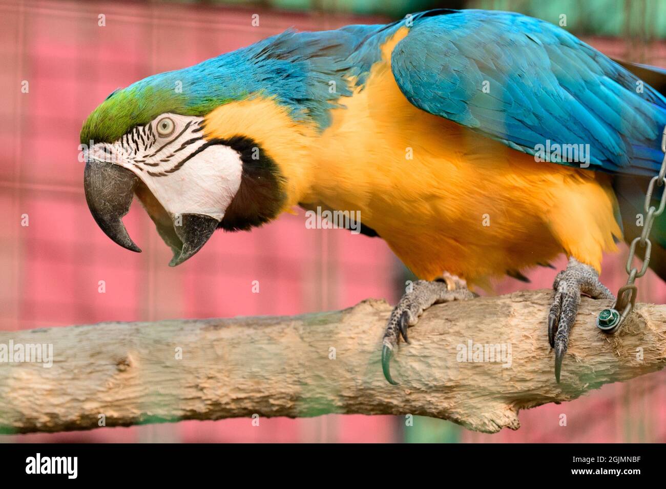 blue and yellow macaw parrot zoo resident, attractive parrot Stock ...
