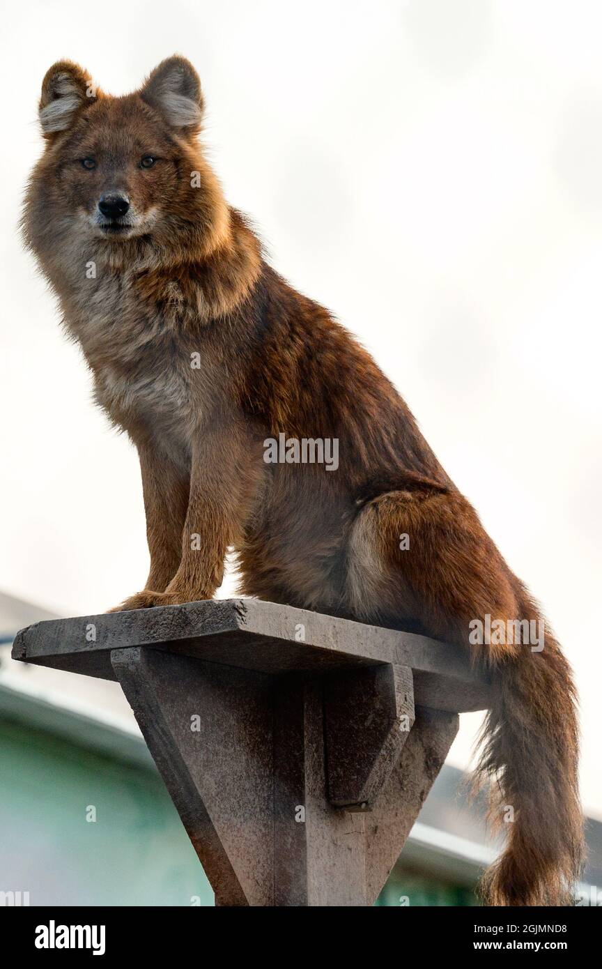 red wolf in the zoo, beast of prey in a cage, red fur Stock Photo - Alamy