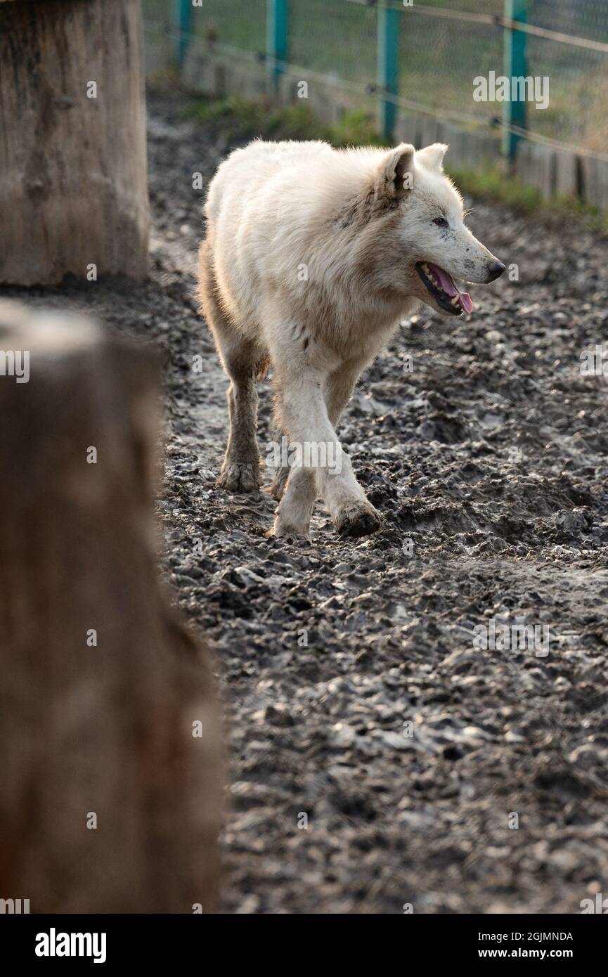 Wolf howling in captivity zoo hi-res stock photography and images - Alamy